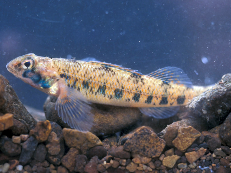 North American Fish Collection Maintenance - AquaFishInfo.com